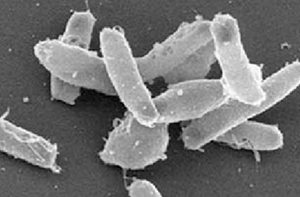 Halophilic bacteria and their biomolecules: Recent advances and future ...